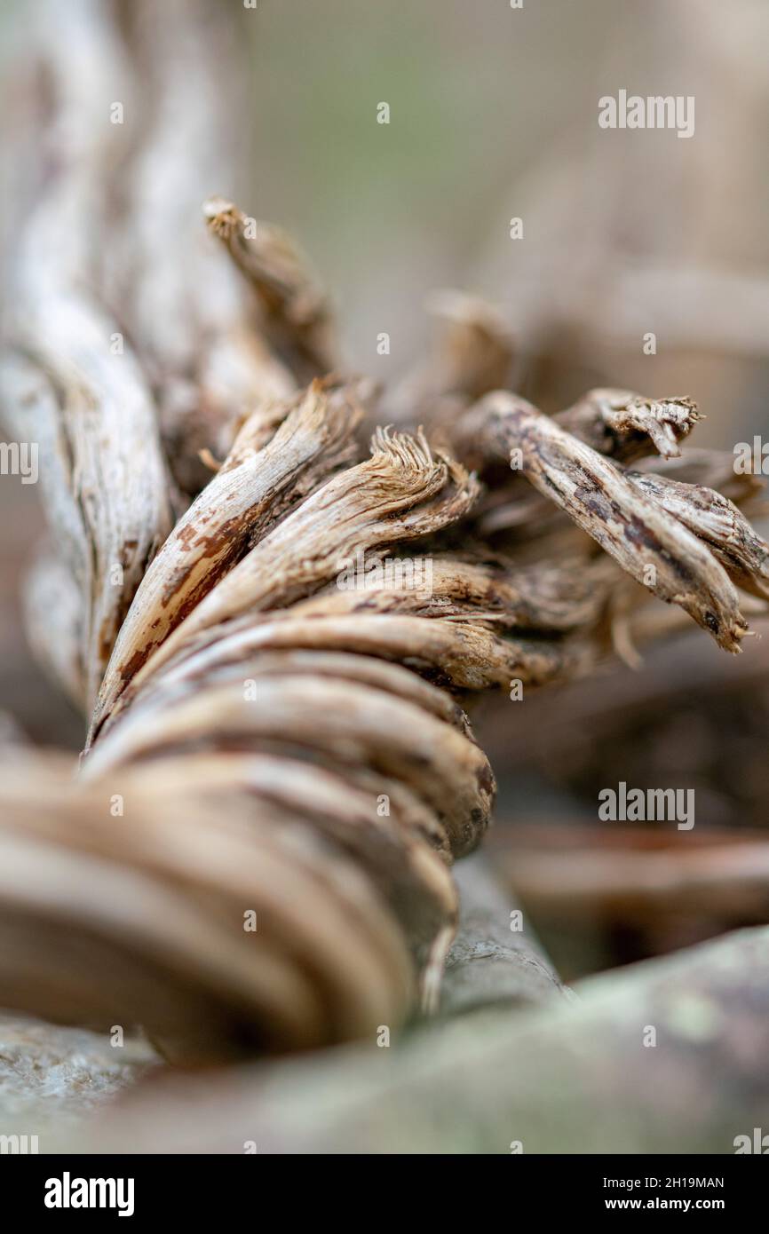 Formula tree hi-res stock photography and images - Alamy