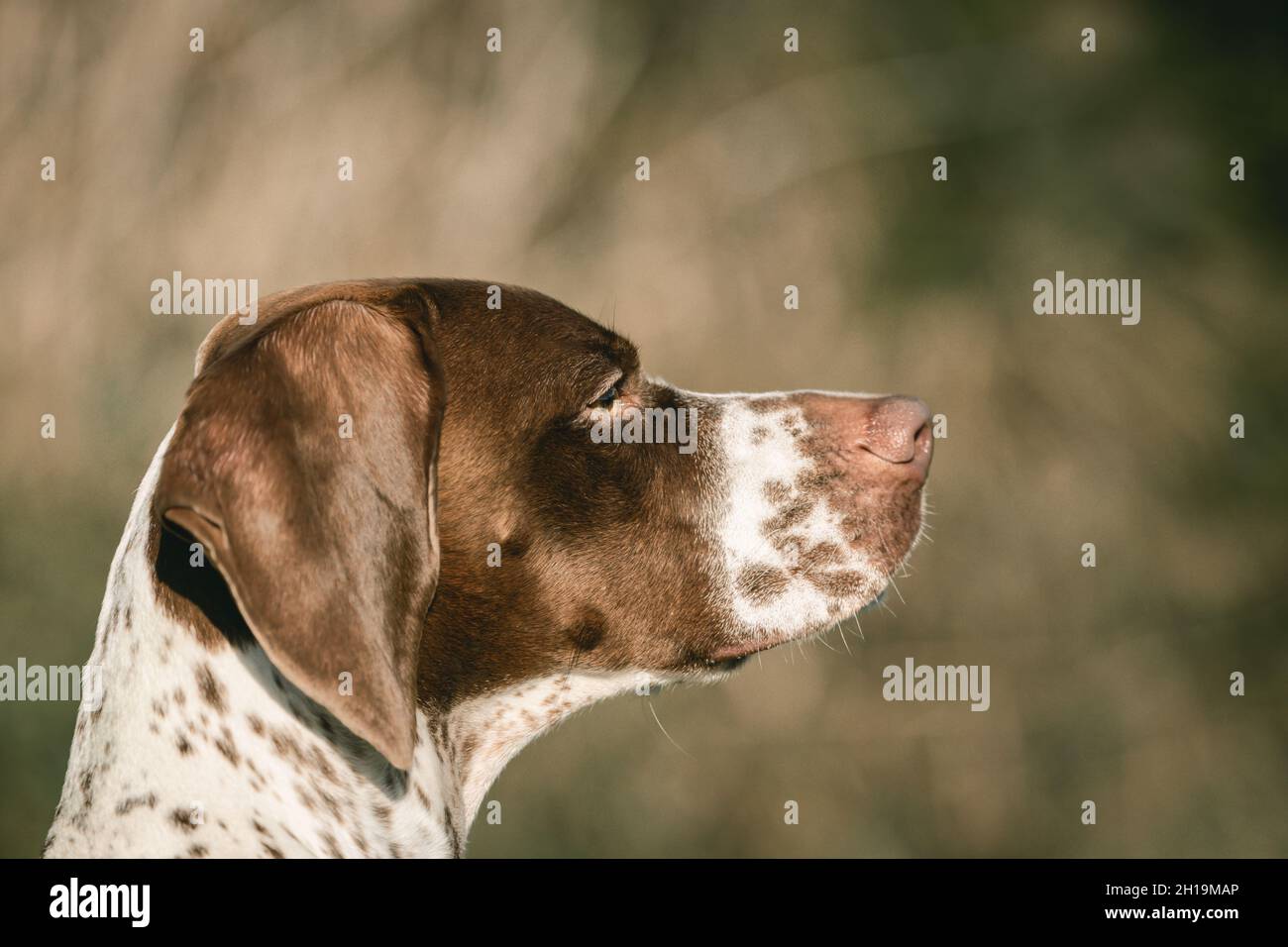 What Color Are Braque Dauvergne Dogs