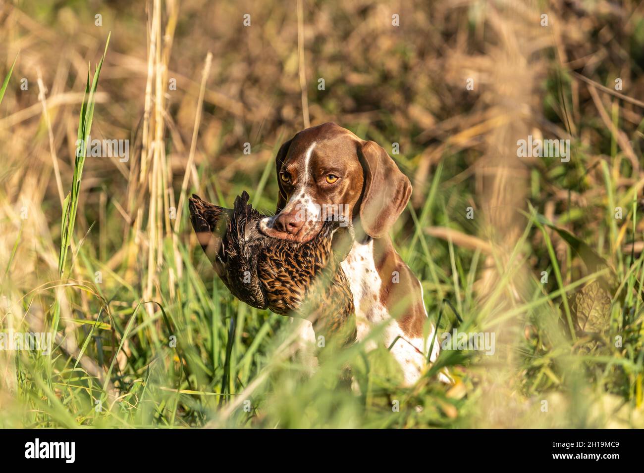 French hunting dog breed hi-res stock photography and images - Alamy