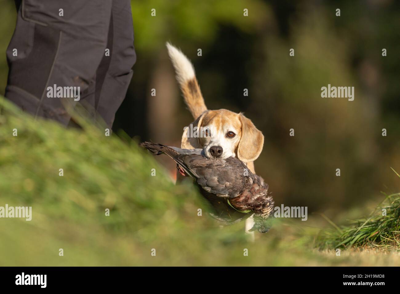 portrait of a beagle hound retrieving a dead pidgeon. Fowling with a ...