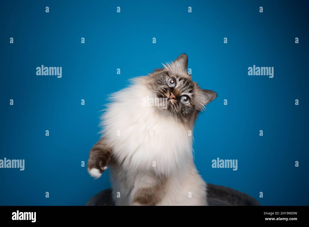 Birman cat, blue tabby point hi-res stock photography and images - Alamy