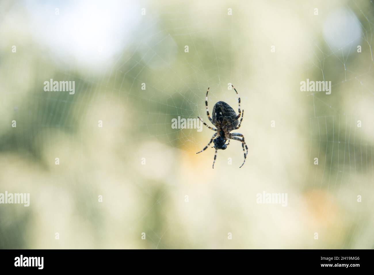 Araneus quadratus spider in Poland. © Wojciech Strozyk / Alamy Stock ...