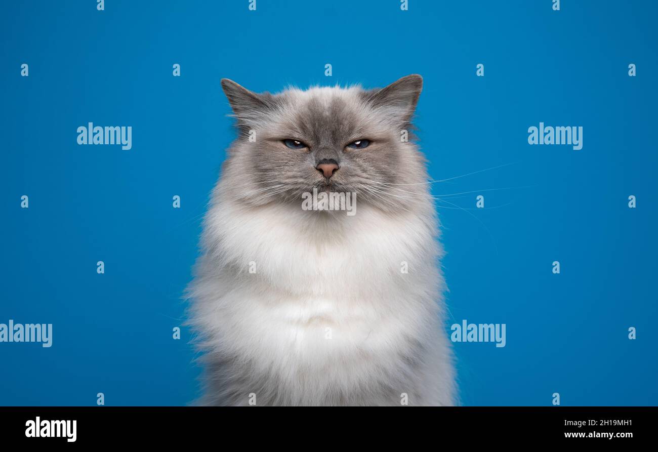 fluffy birman cat looking at camera suspiciously portrait on blue ...