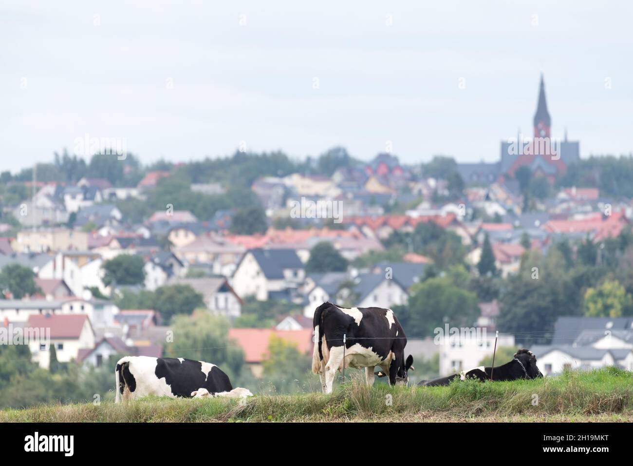 Poland milking cows hi-res stock photography and images - Alamy