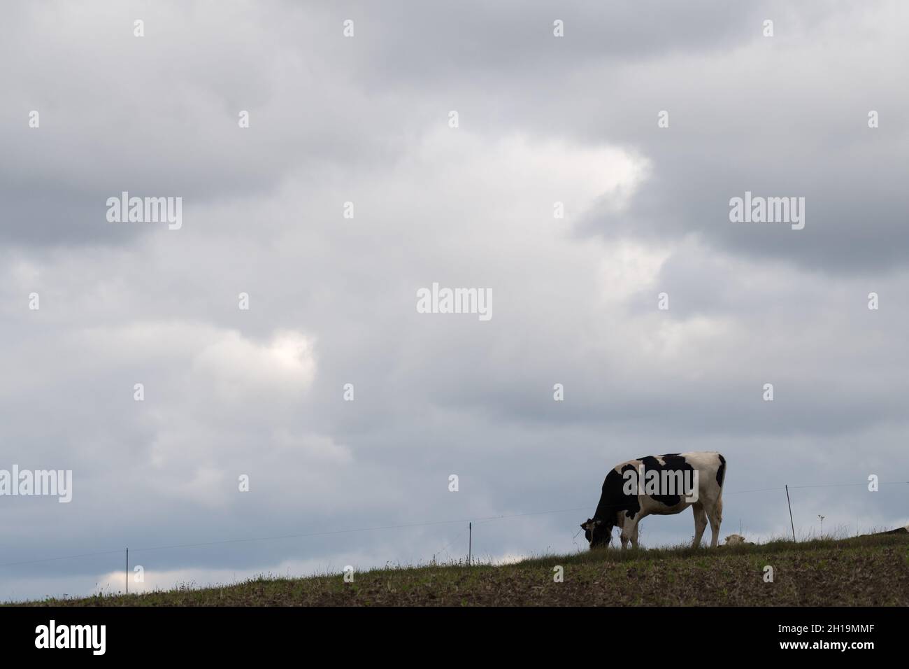 Poland milking cows hi-res stock photography and images - Alamy