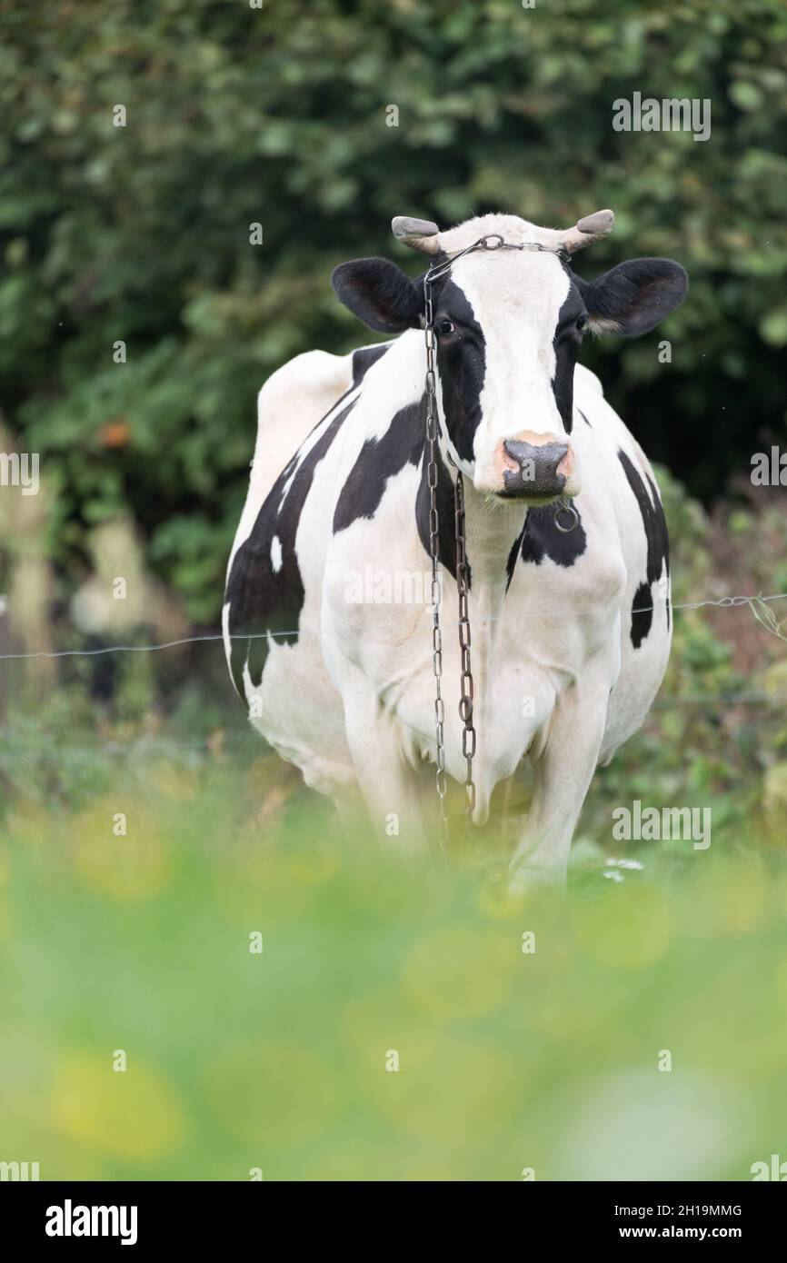 Poland milking cows hi-res stock photography and images - Alamy