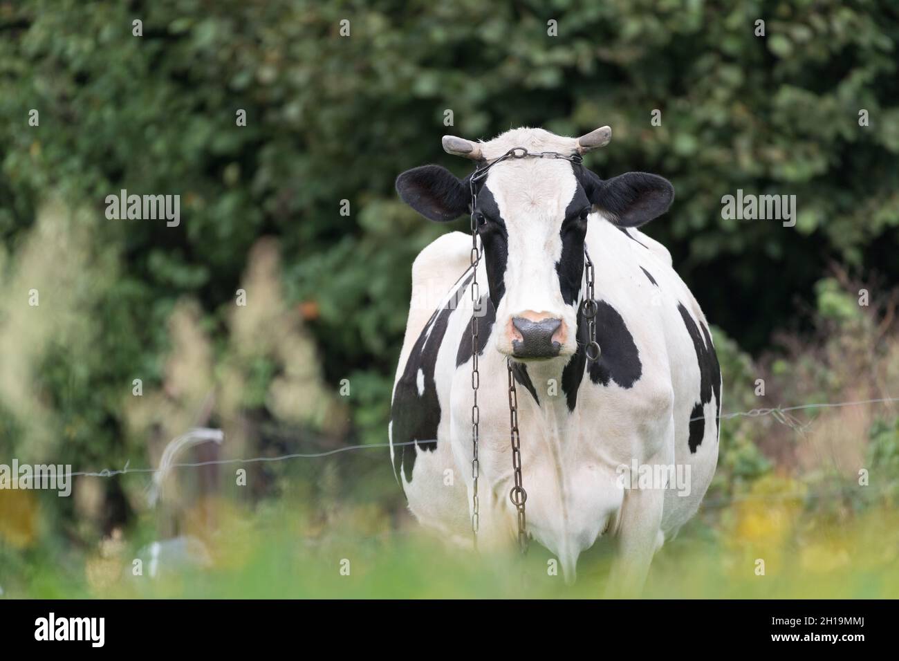 Poland milking cows hi-res stock photography and images - Alamy