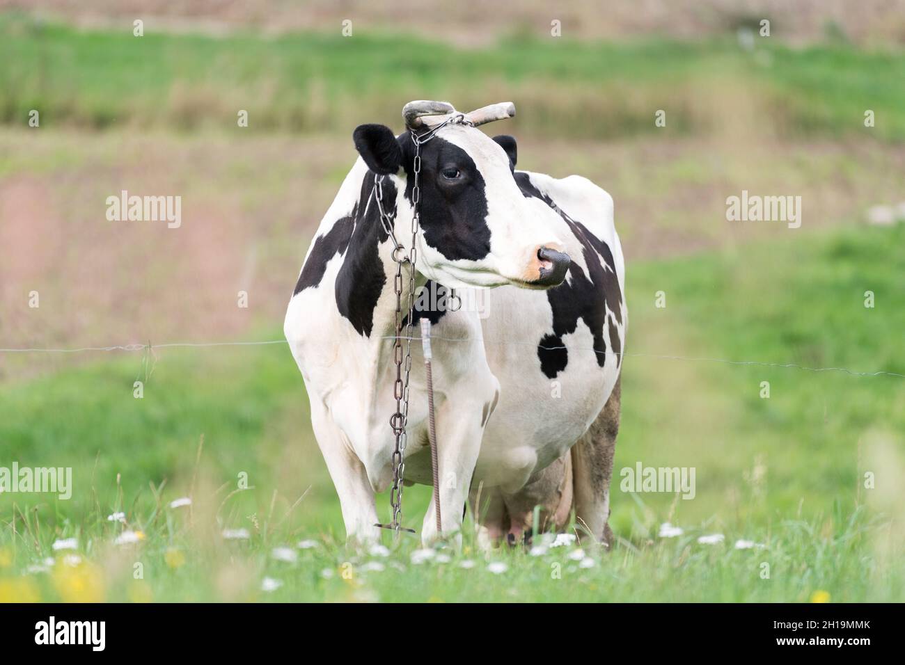 Poland milking cows hi-res stock photography and images - Alamy