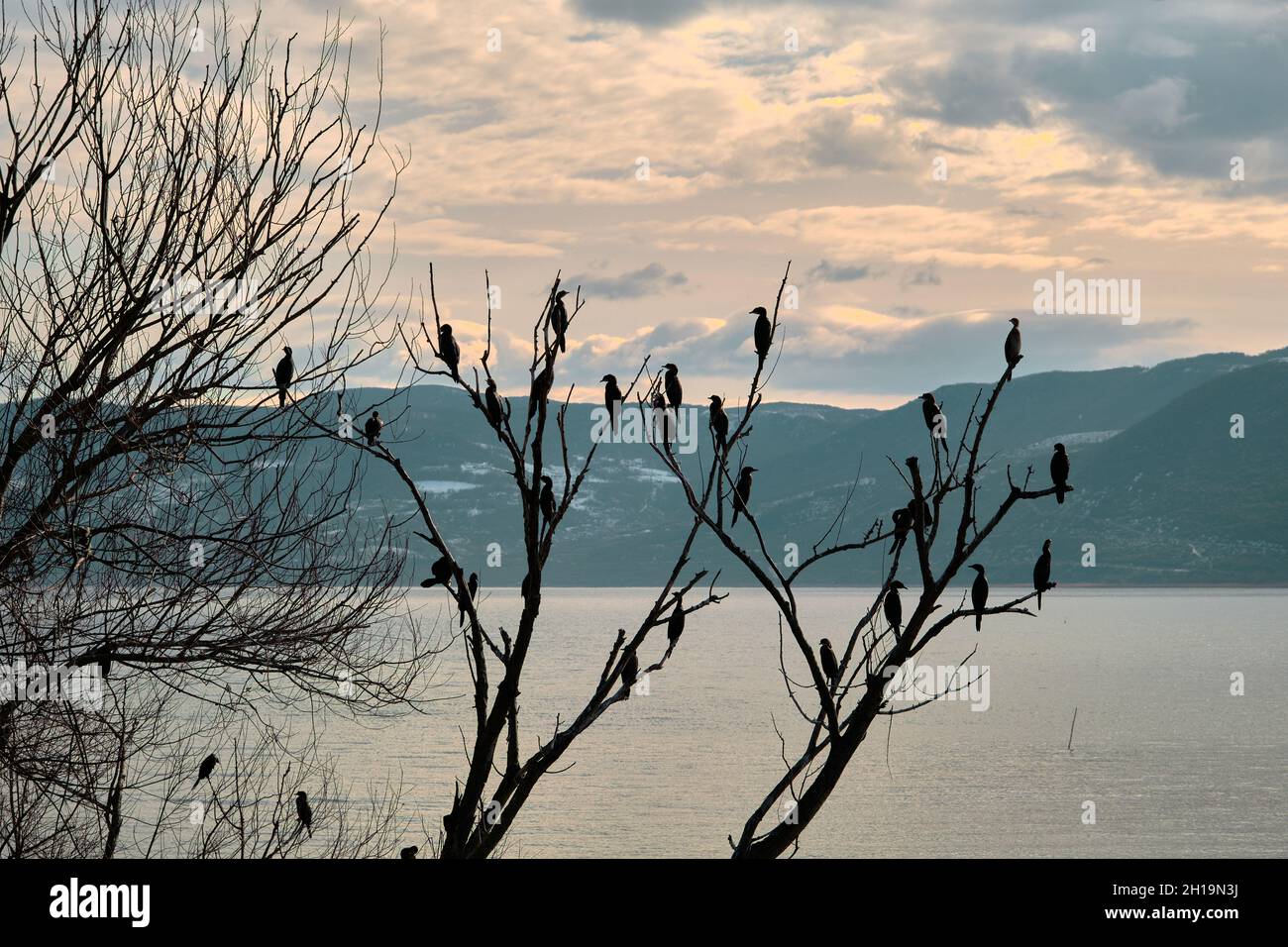 Groups of birds landing on dried tree branches with mountain and lake ...