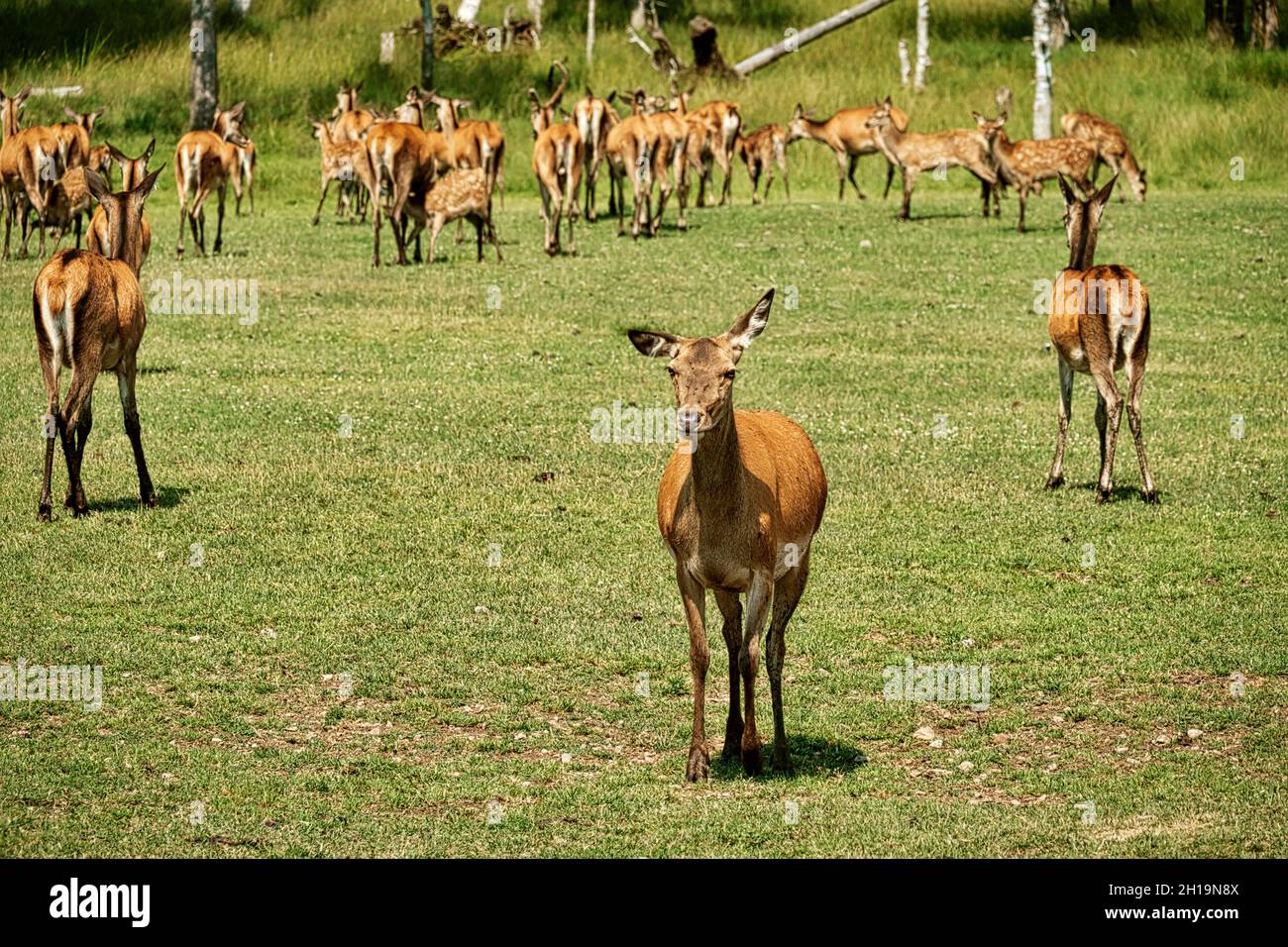 dam deer in the meadow. interesting and very descriptive Stock Photo ...