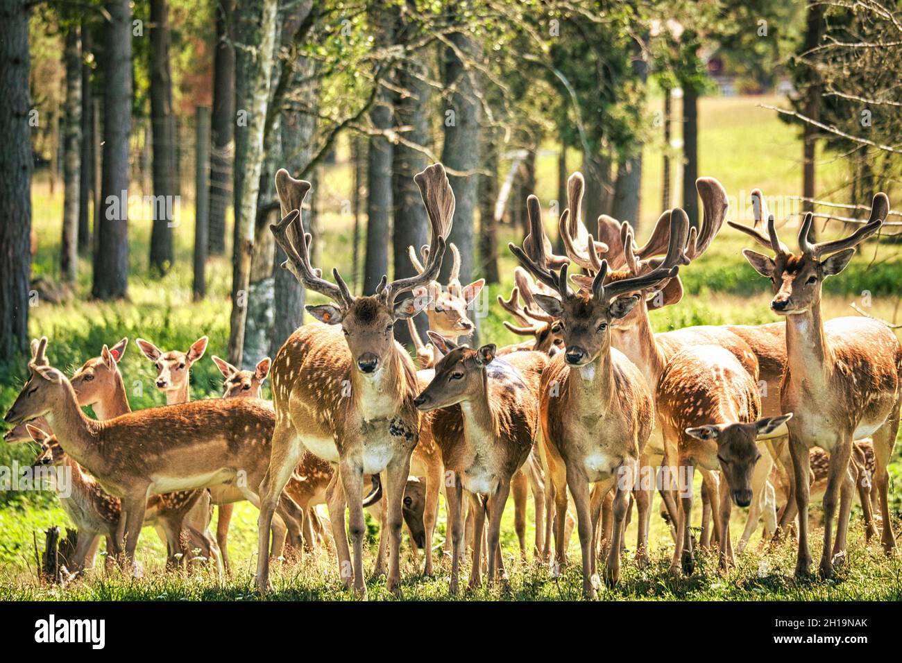 Dam deer hi-res stock photography and images - Alamy