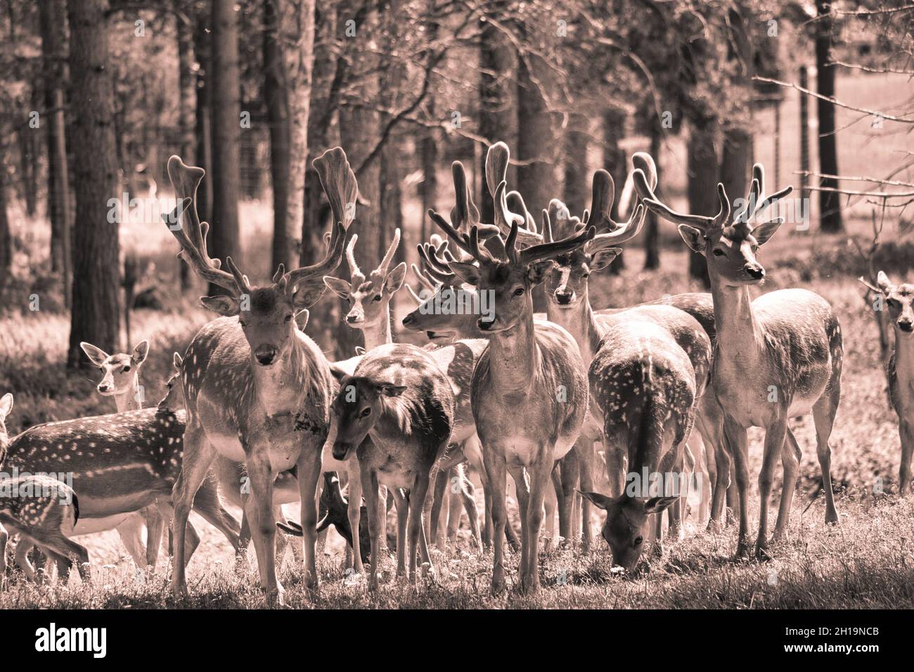 dam deer in the meadow. interesting and very descriptive Stock Photo ...