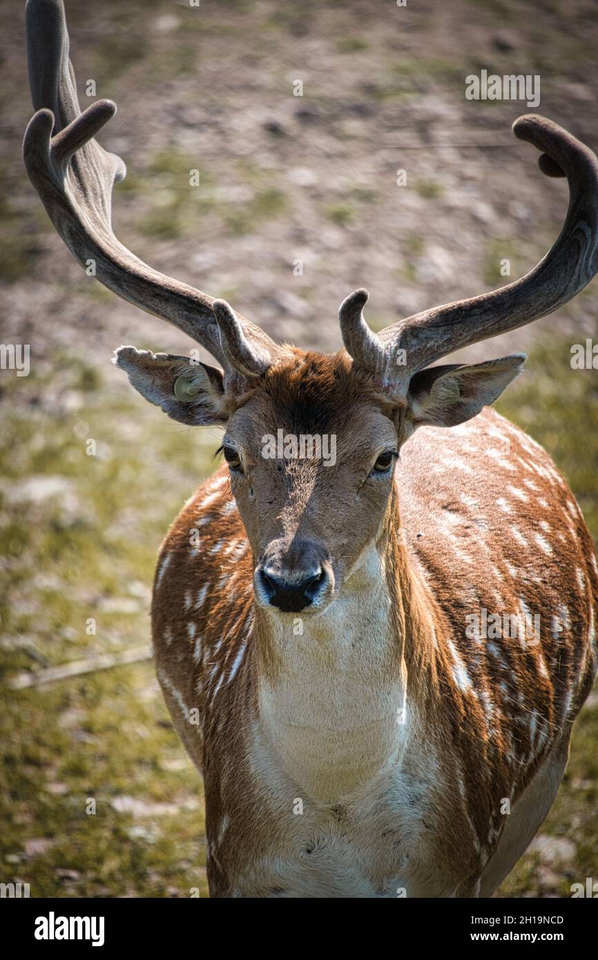 Dam deer hi-res stock photography and images - Alamy