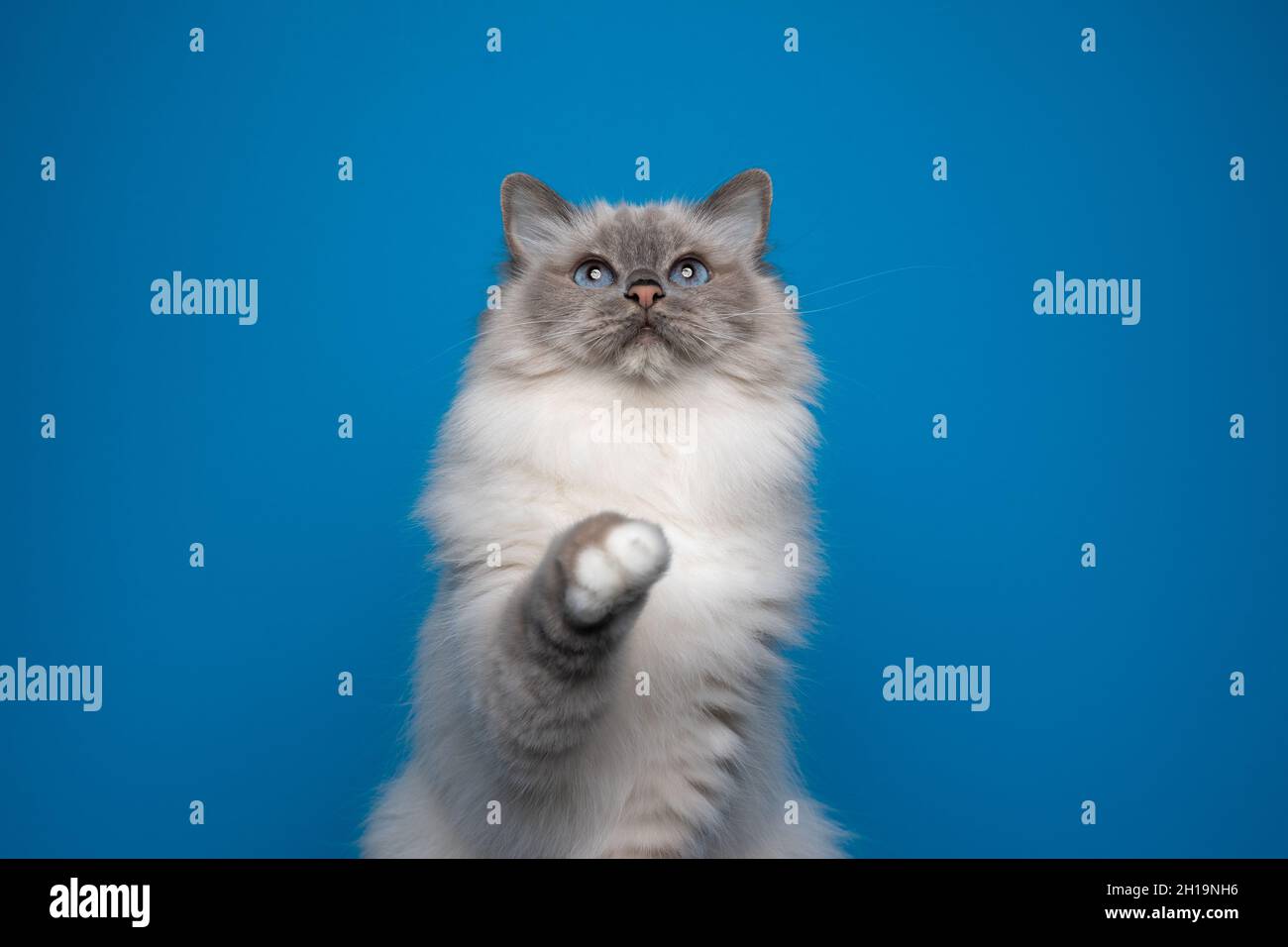 Cat raising paw hi-res stock photography and images - Alamy