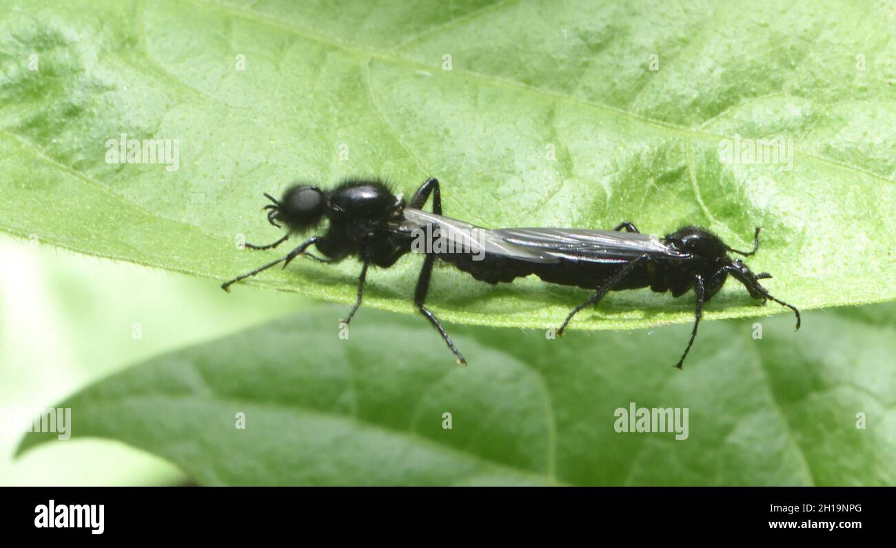 Mating St. Mark's flies or hawthorn flies (Bibio marci). The male is ...