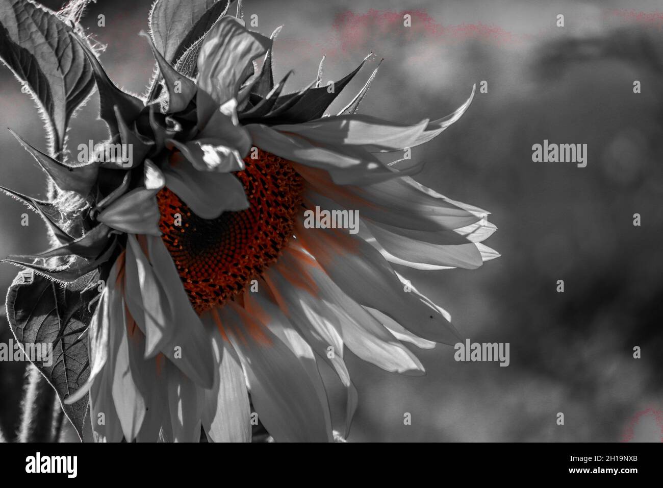A grayscale shallow focus of a sunflower flower Stock Photo - Alamy