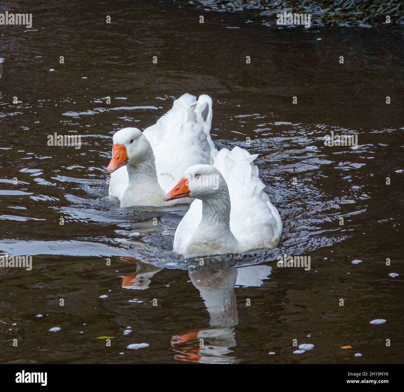 white geese swim against the river flowing out to sea Stock Photo - Alamy
