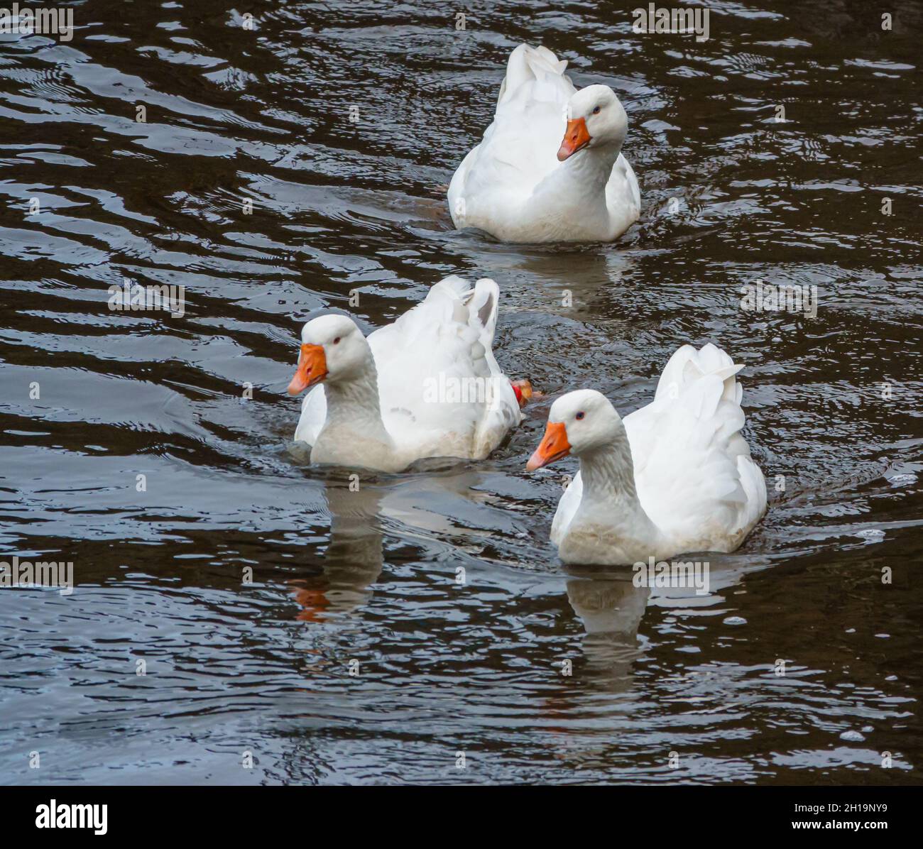 white geese swim against the river flowing out to sea Stock Photo - Alamy