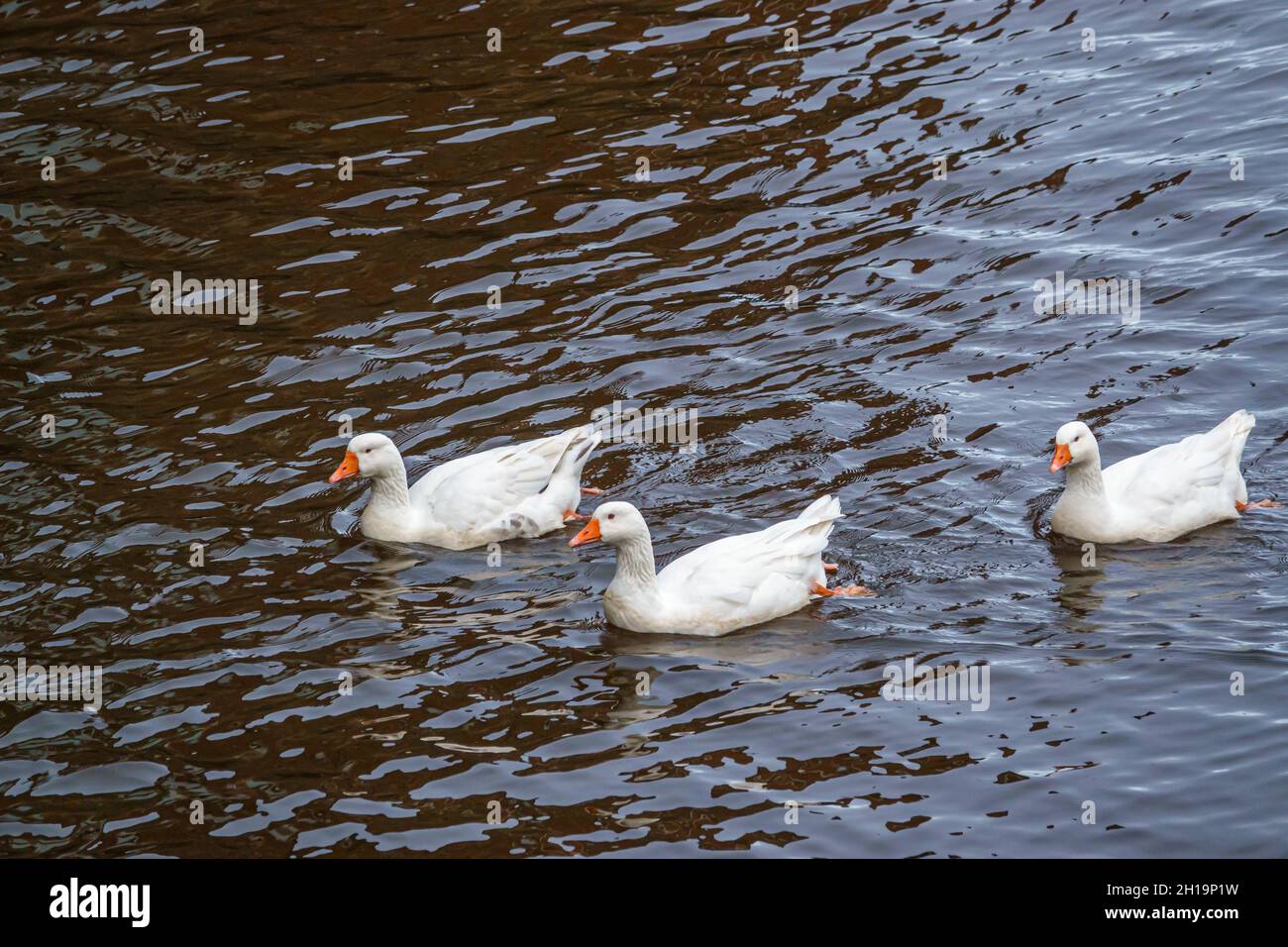white geese swim against the river flowing out to sea Stock Photo - Alamy