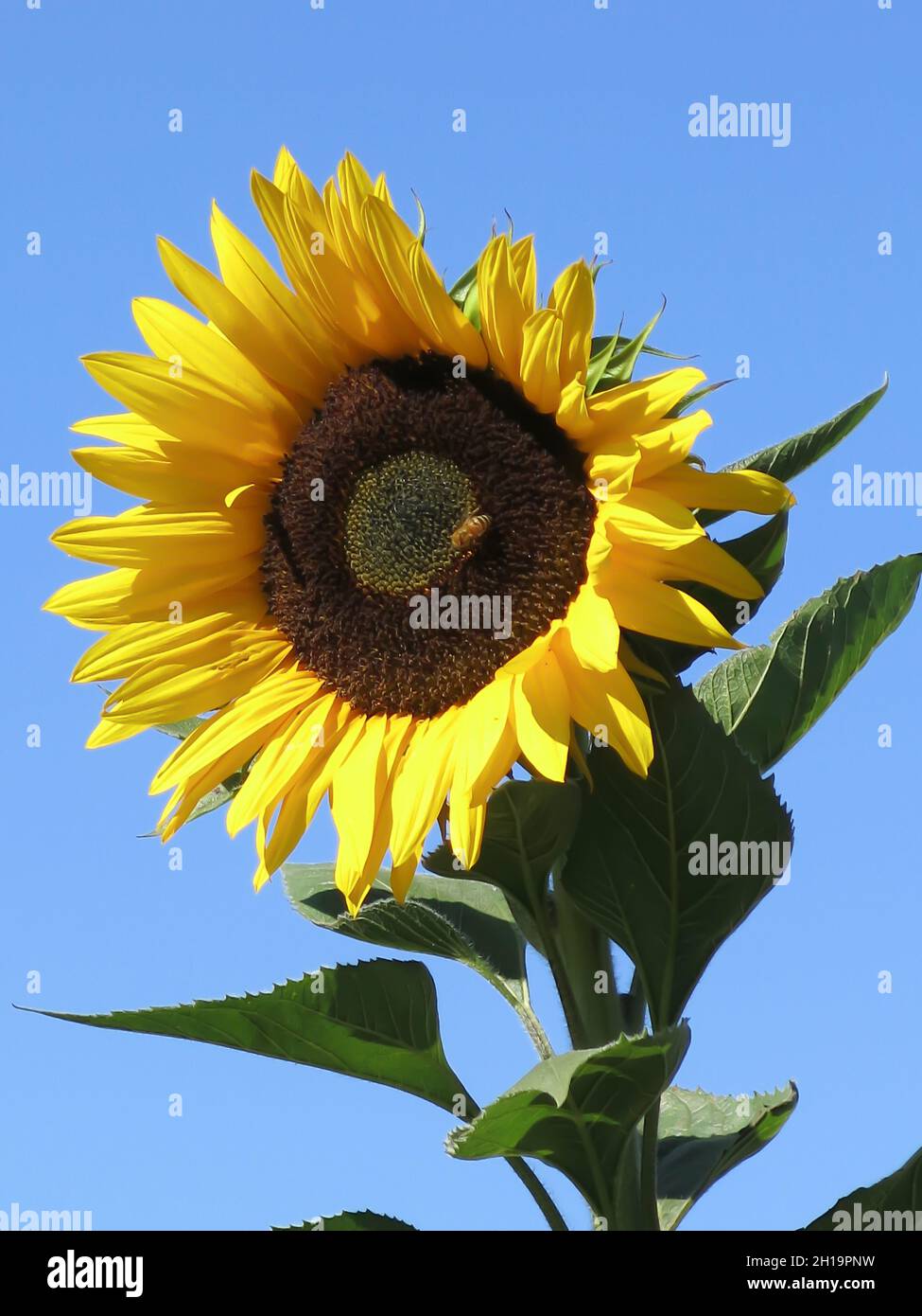 A Single Sunflower Stock Photo - Alamy