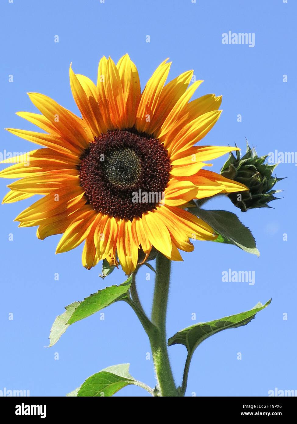A Single Sunflower Stock Photo - Alamy