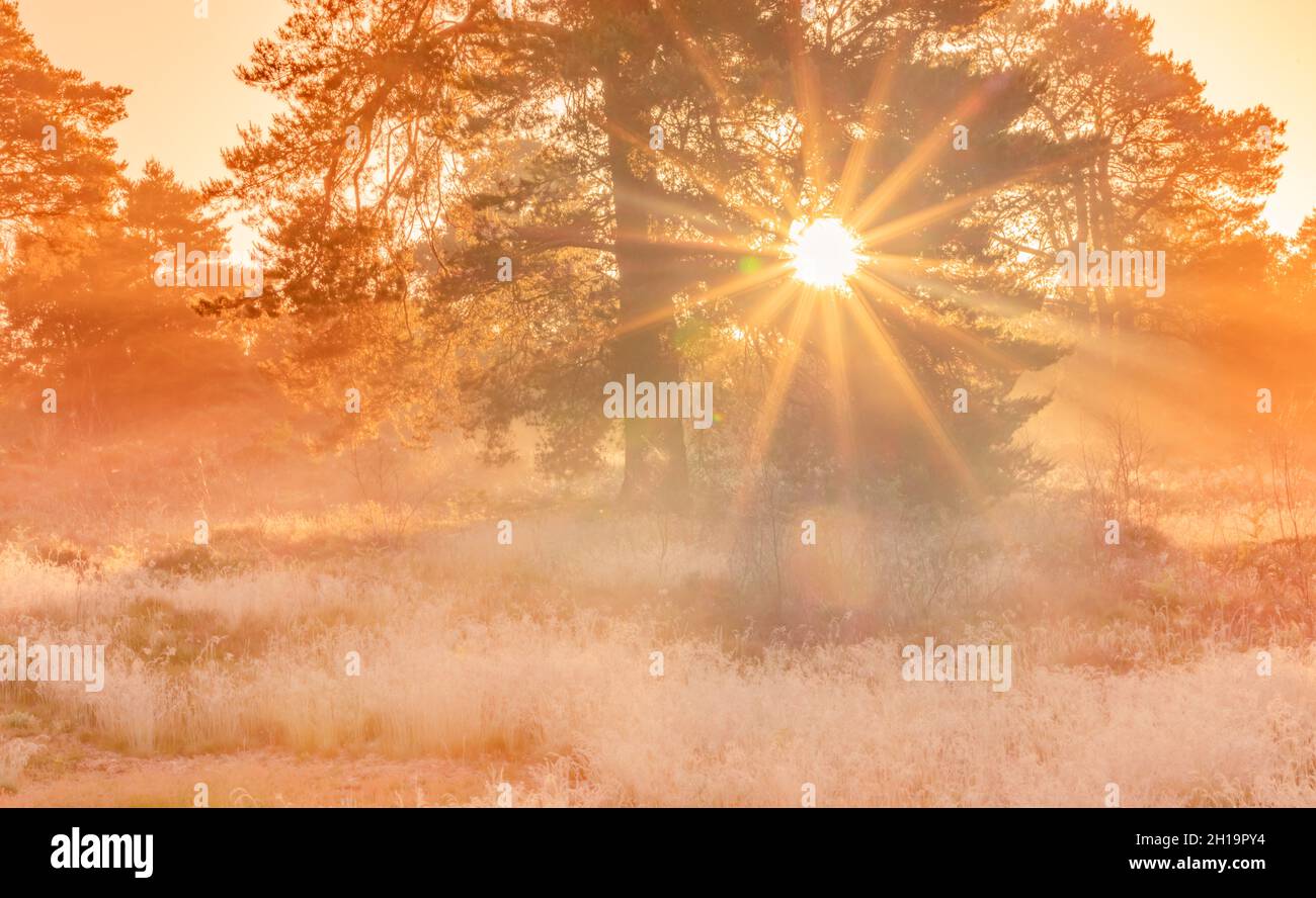 Tree Drenched In Sunlight High Resolution Stock Photography and Images ...