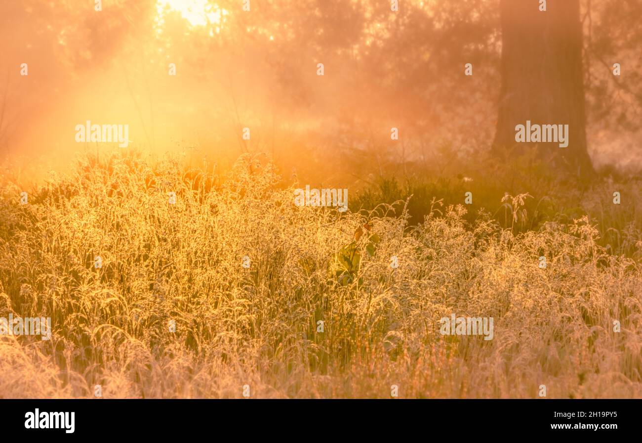 A beautiful sun-drenched landscape in a mystical forest Stock Photo - Alamy