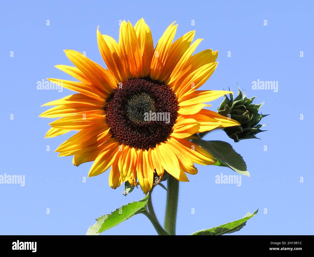 Family growing hi-res stock photography and images - Alamy