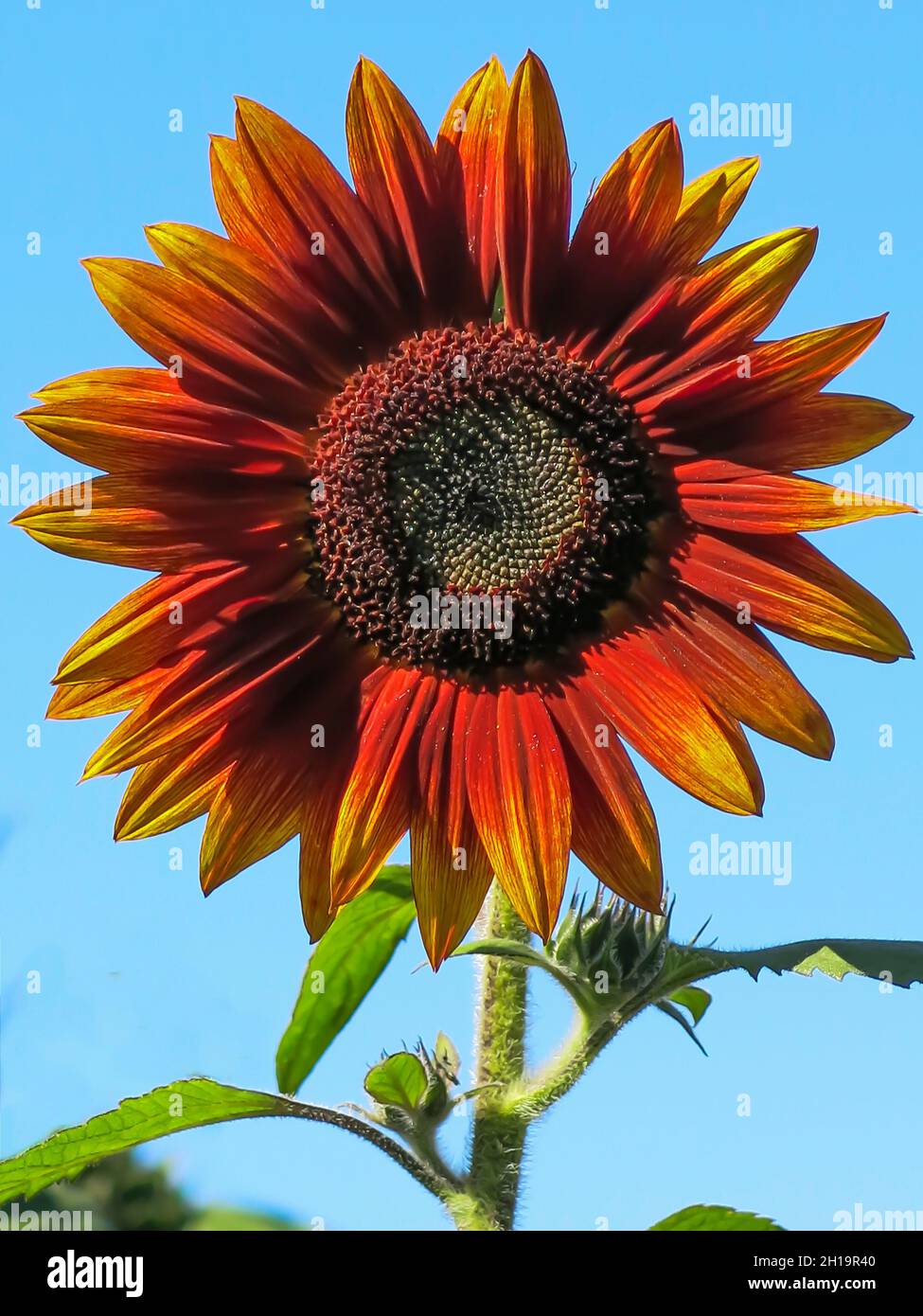 A Single Sunflower Stock Photo - Alamy