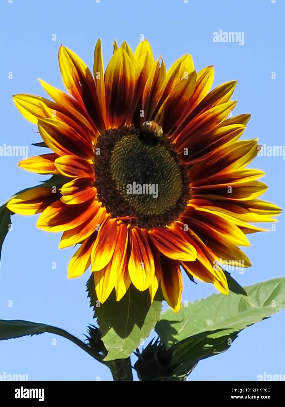 Asteraceae sunflower family hi-res stock photography and images - Alamy
