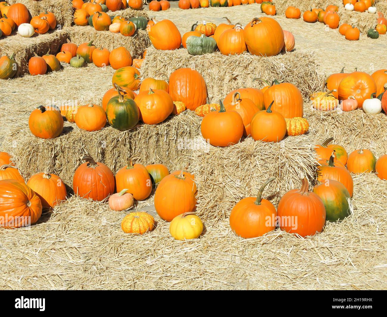 Pumpkins on Display in Pumpkin Patch Stock Photo - Alamy