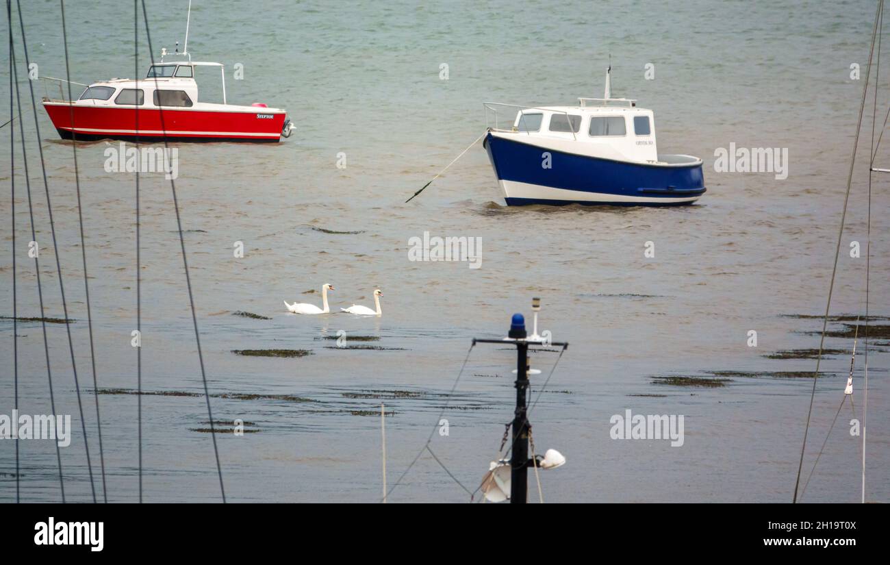two swans swim in the Penrhyn Dock estuary Wales UK Stock Photo - Alamy
