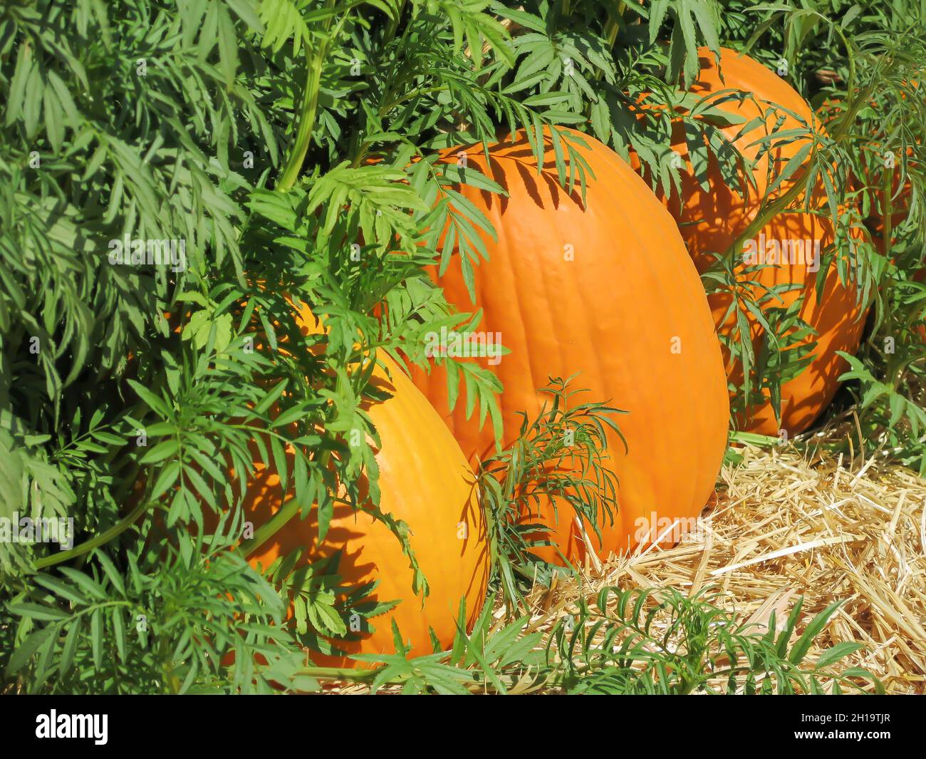 3 halloween pumpkins hi-res stock photography and images - Alamy