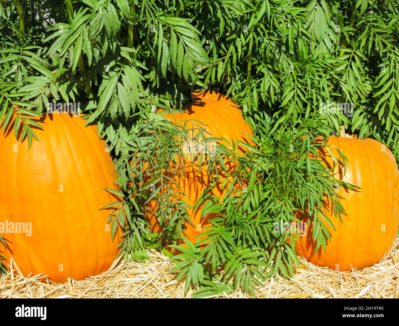 Close up three pumpkins hi-res stock photography and images - Alamy