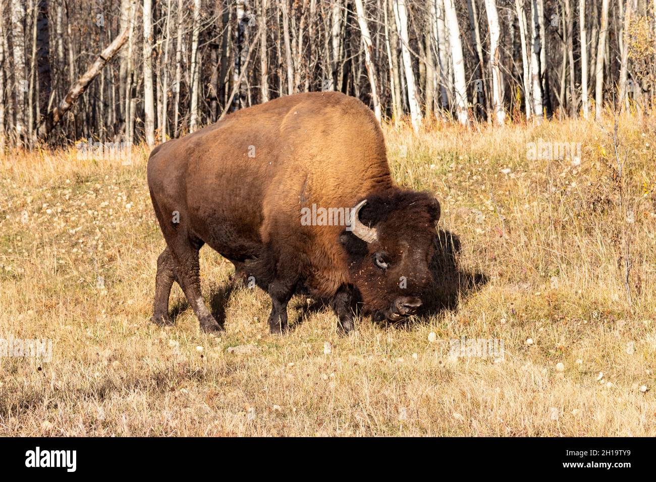 Adult plains bison grazing in the grass in front of trees around lunch ...