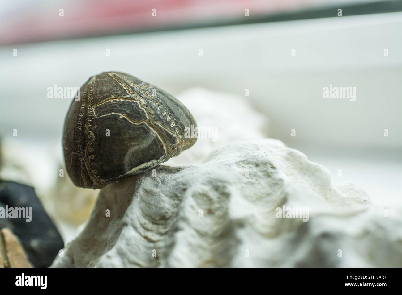 small fossils England Stock Photo - Alamy