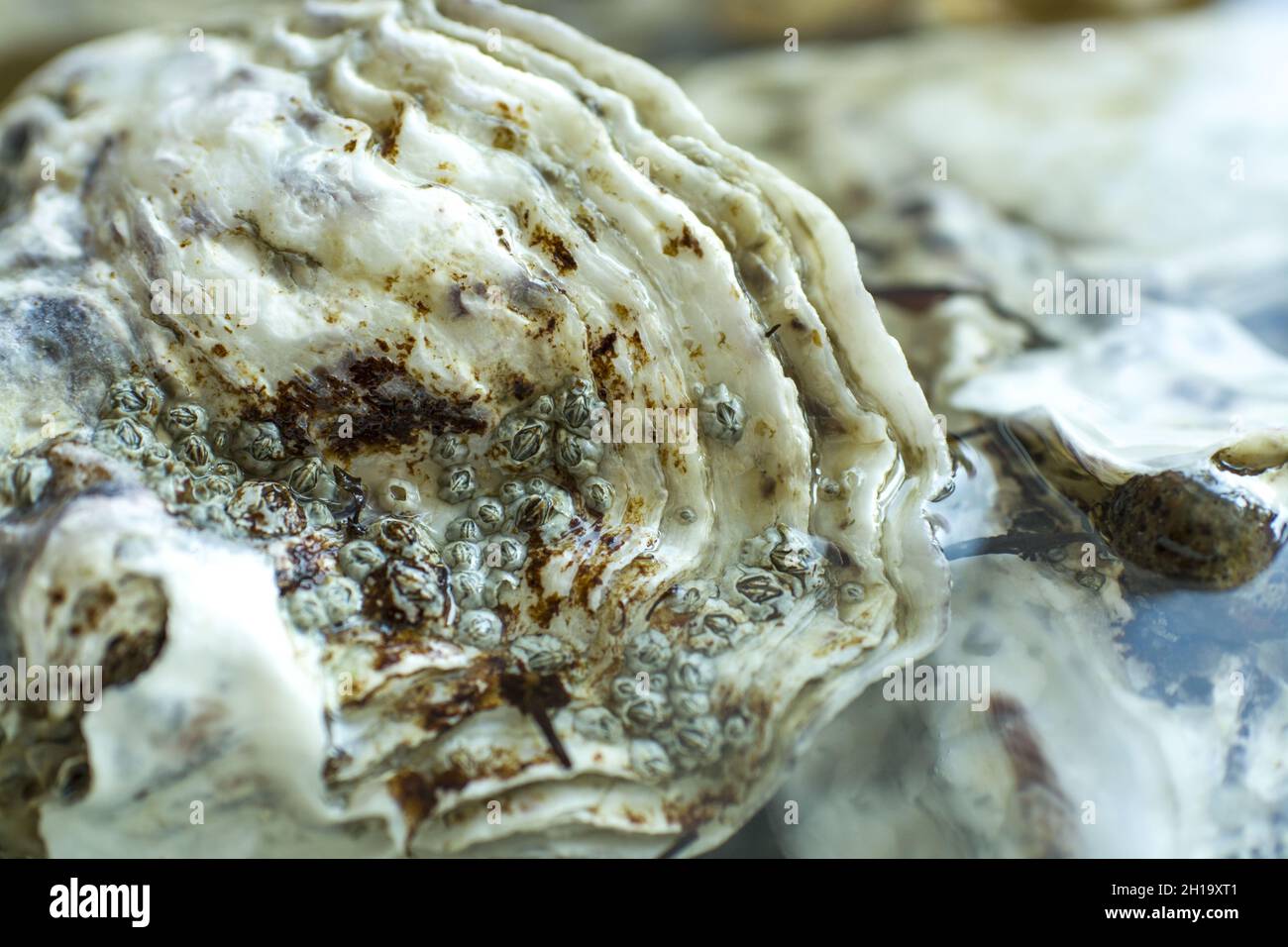 White oyster shells with life oysters Stock Photo - Alamy