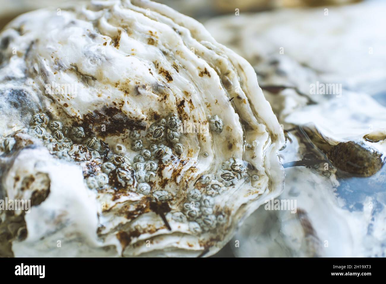 White oyster shells with life oysters Stock Photo - Alamy