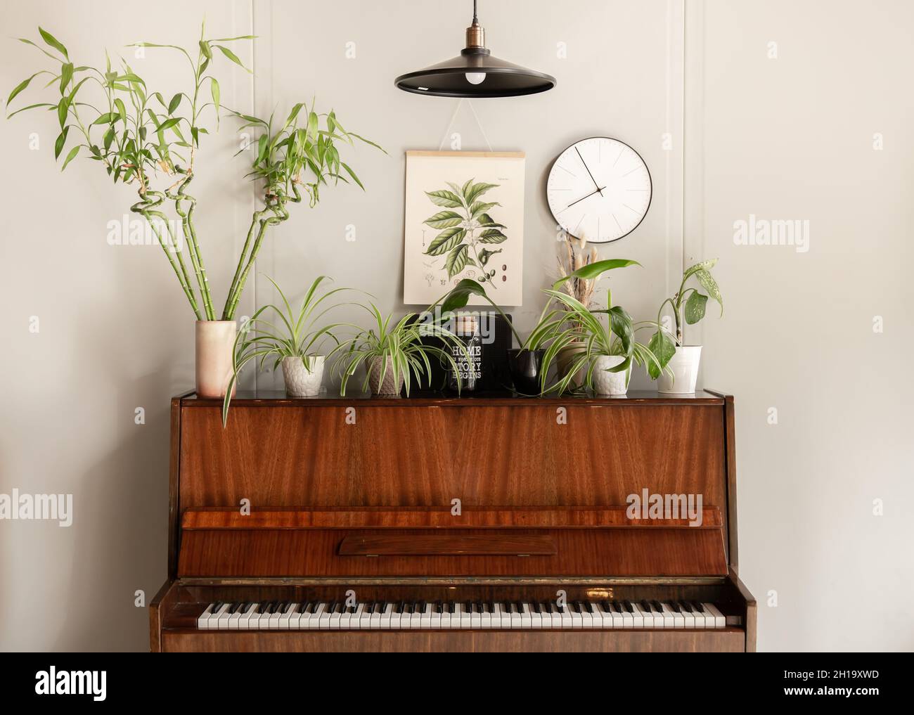 Piano with different plants in a cozy room interior Stock Photo - Alamy