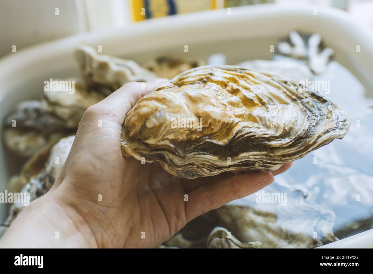 Oysters in shells hi-res stock photography and images - Alamy