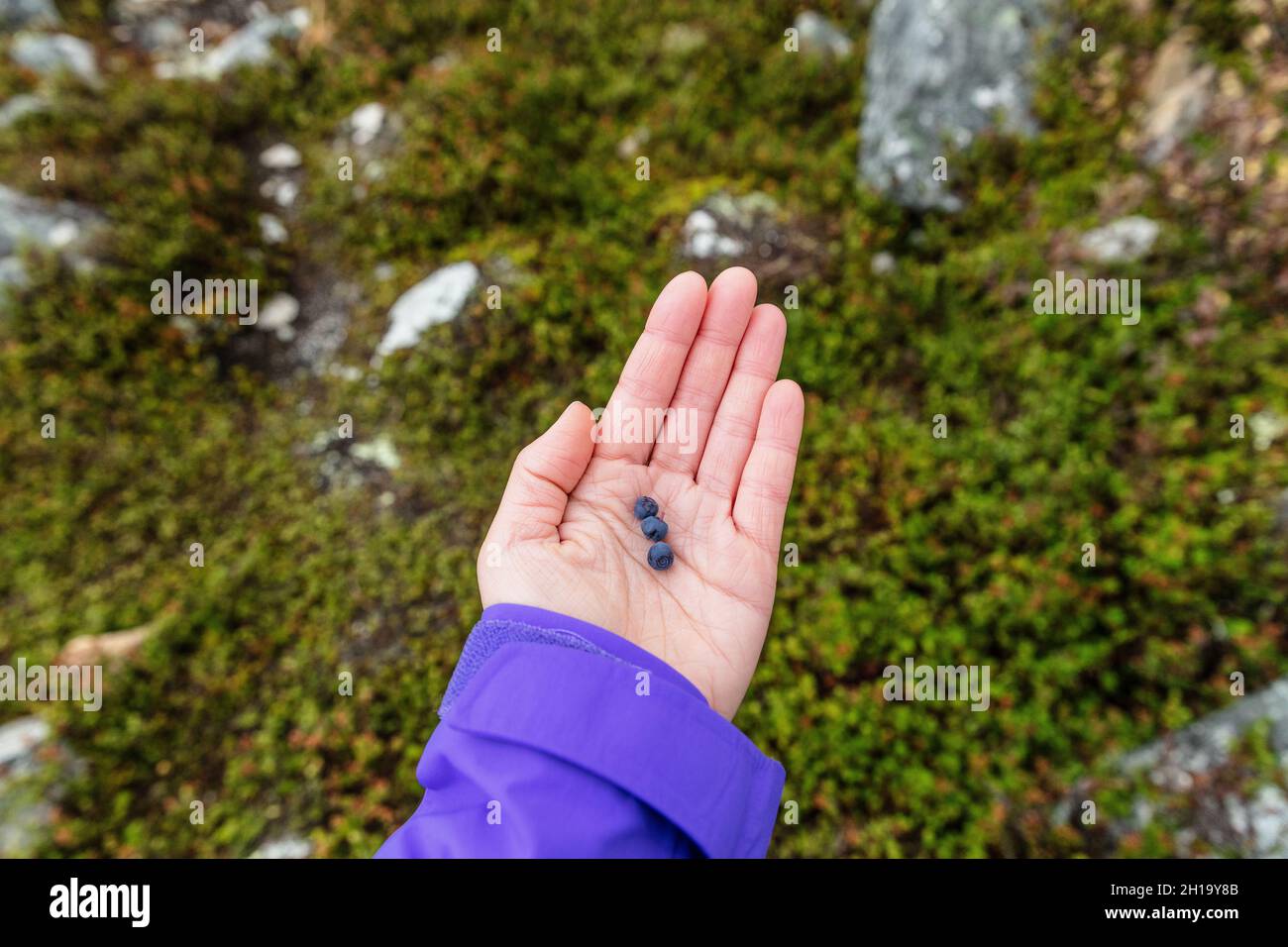 Blueberry picking - wild blueberries in Alaska, fresh natural fruit in ...