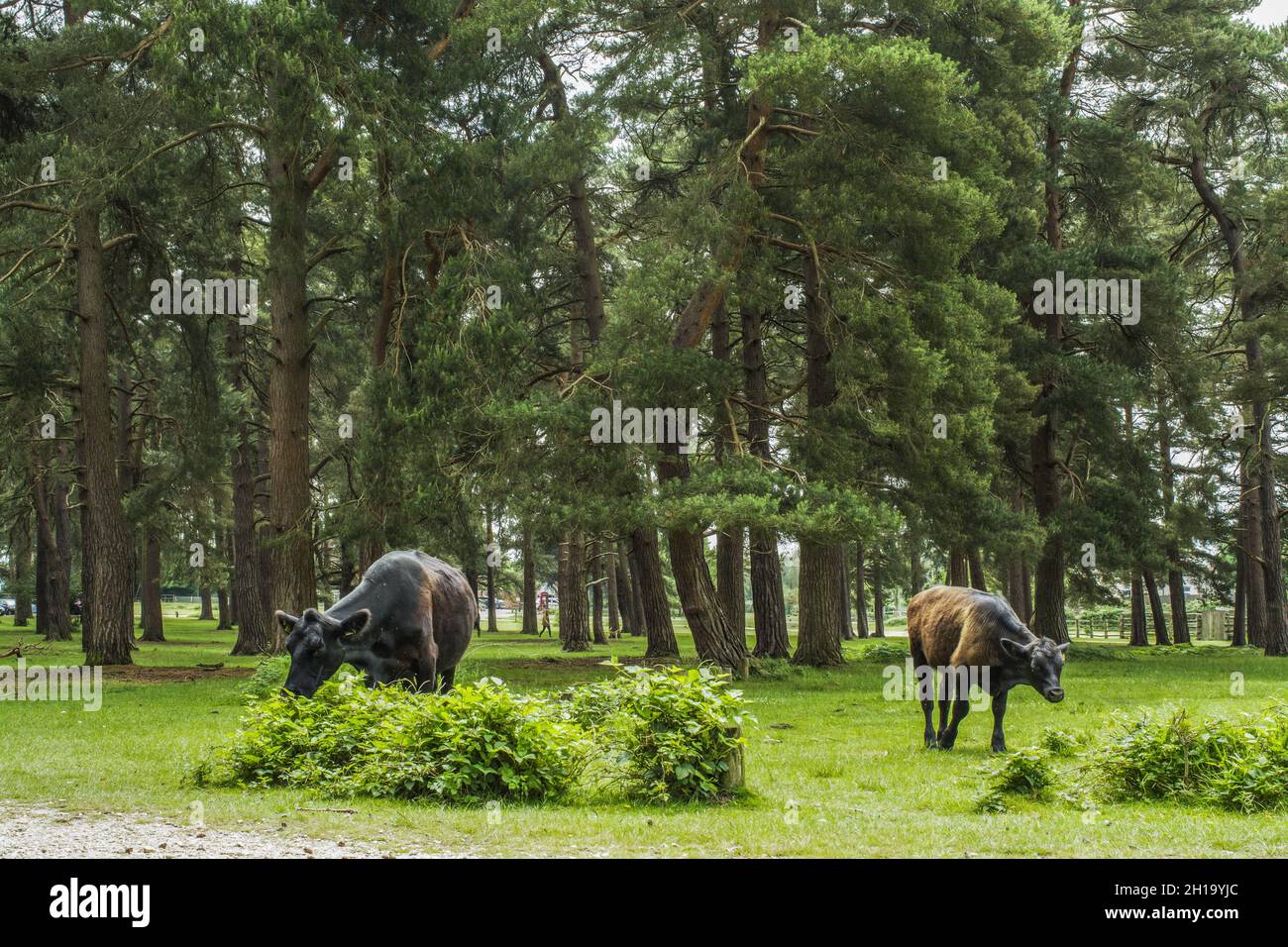 Cows in nature hi-res stock photography and images - Alamy