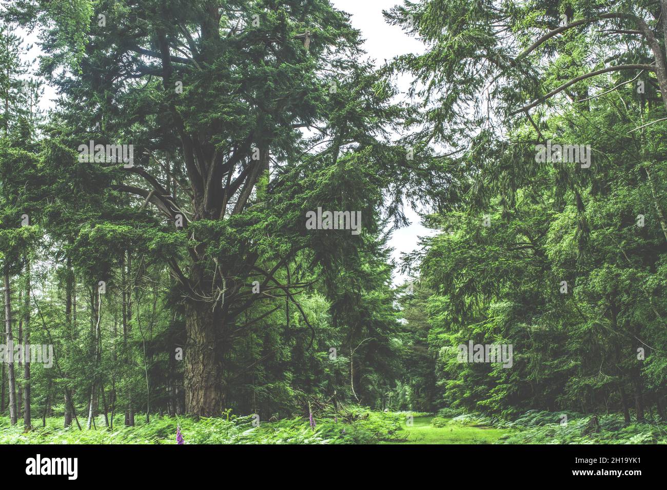 Huge trees in forest Stock Photo - Alamy