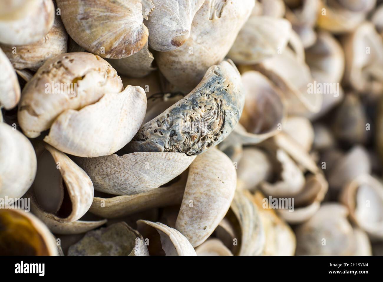 Lot of shells on the beach Stock Photo - Alamy