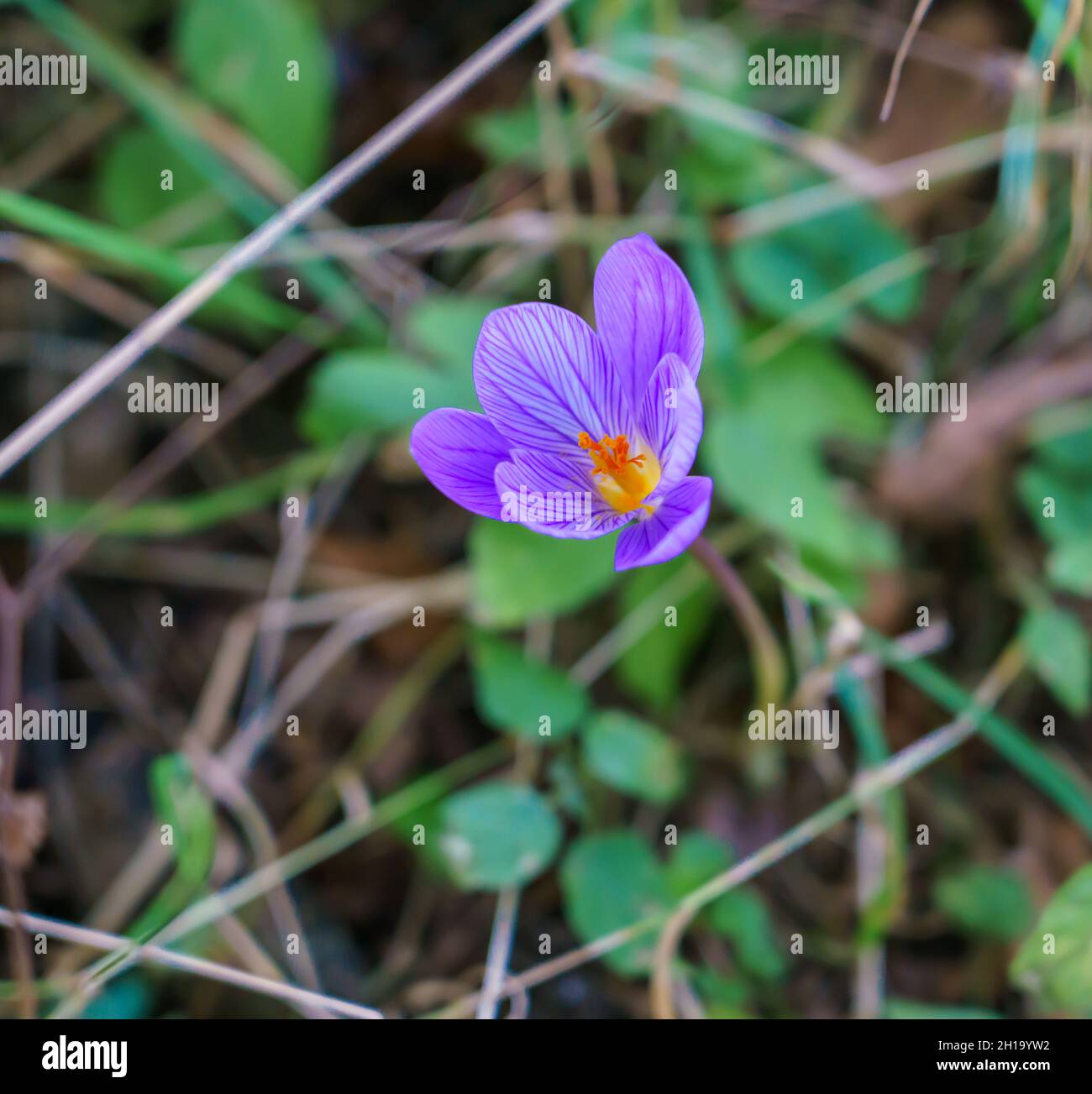 Violet rich flora hi-res stock photography and images - Alamy