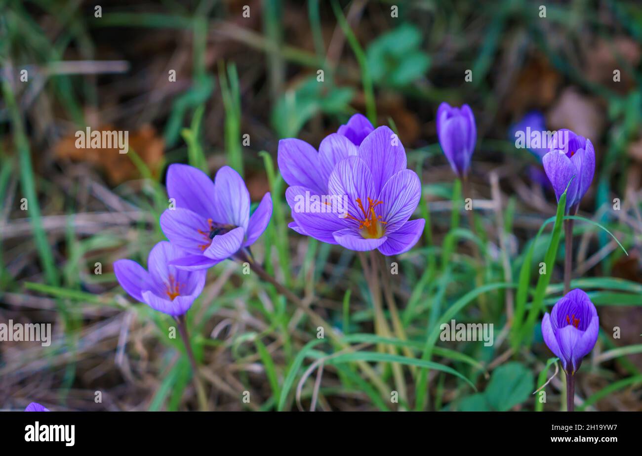 Conqueror flower hi-res stock photography and images - Alamy