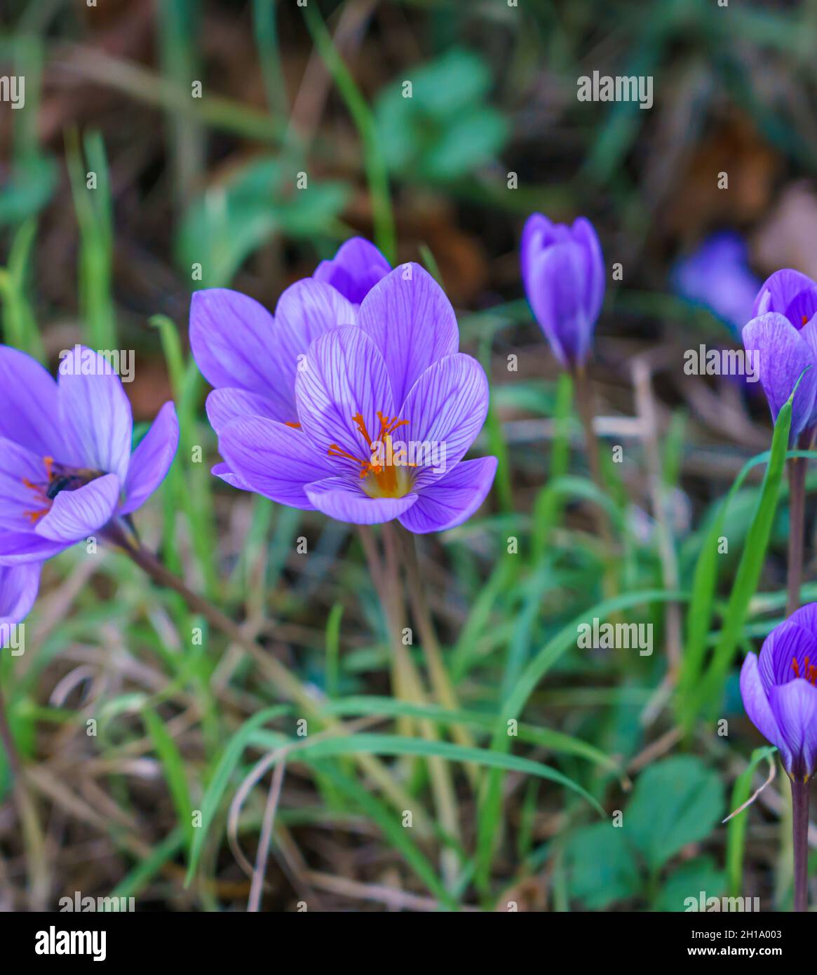 Violet flowering hi-res stock photography and images - Alamy