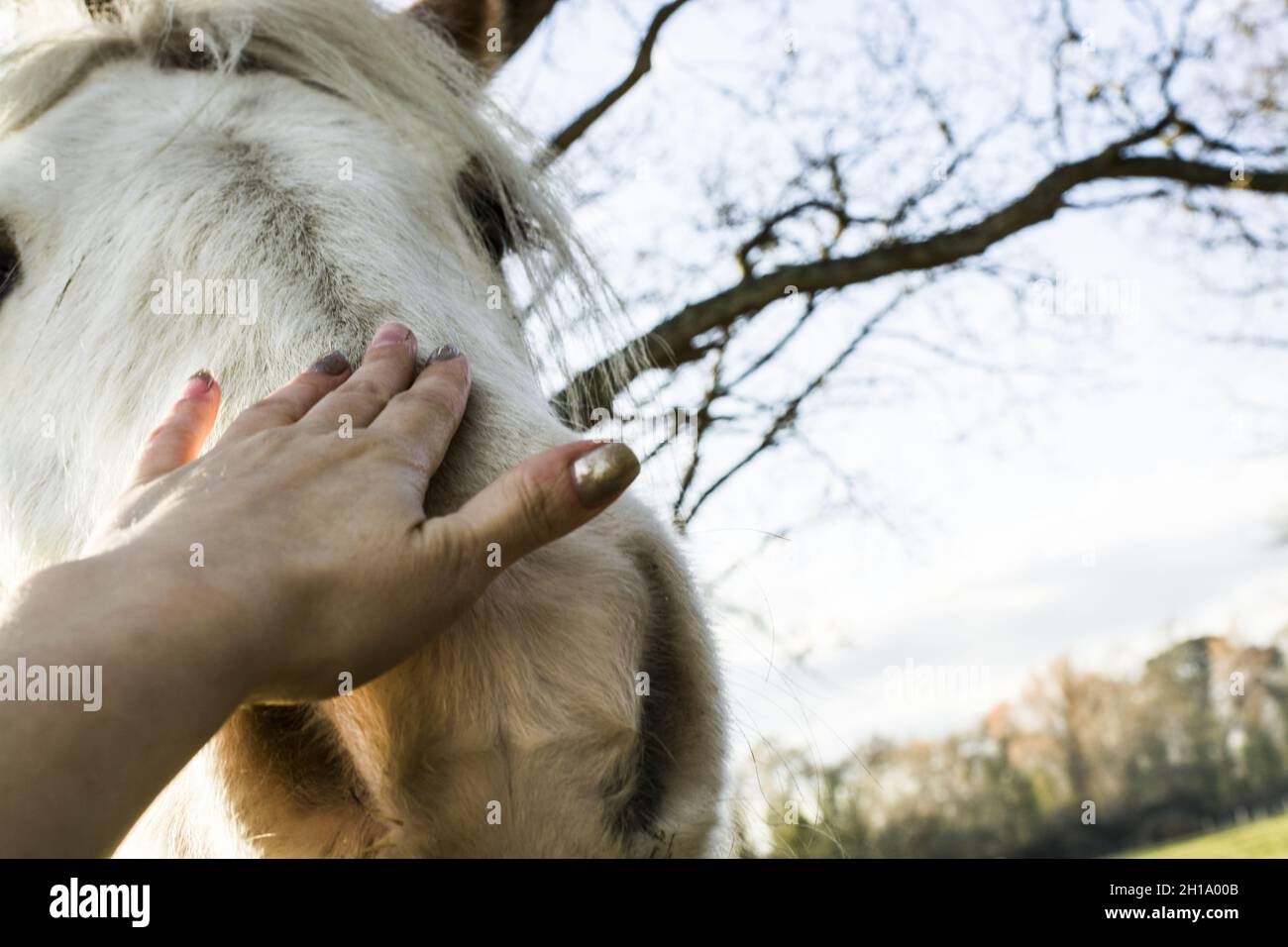 Hand Hand touching white horse Stock Photo - Alamy