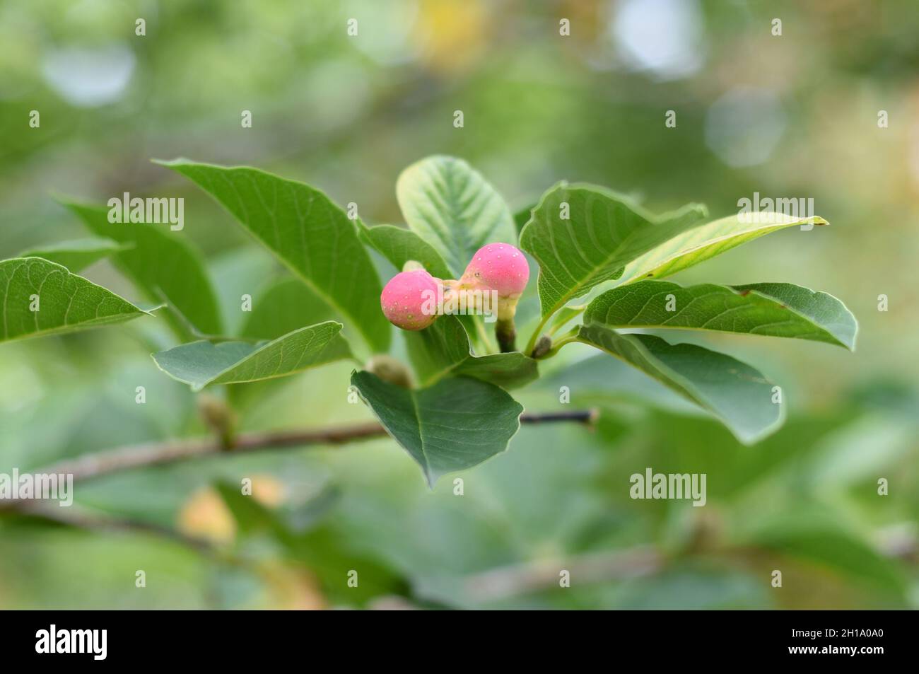 Magnolia tree without flowers hi-res stock photography and images - Alamy