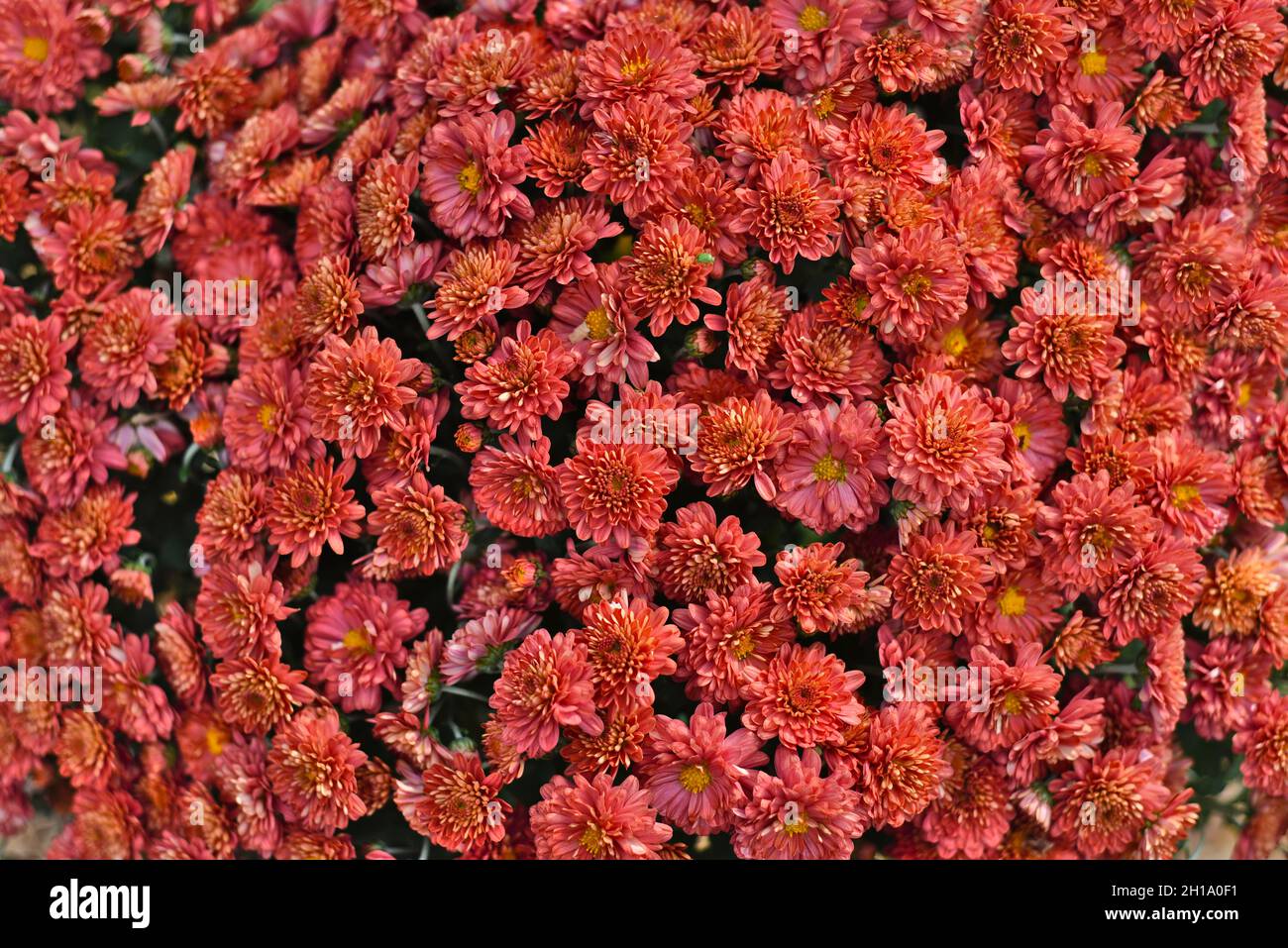 Ursula red hi-res stock photography and images - Alamy